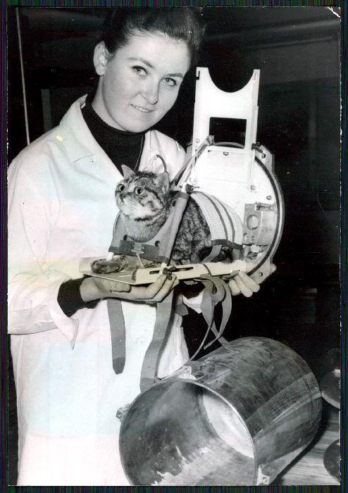 know on Twitter: "In 1963, a cat called "Felicette" became the first ...