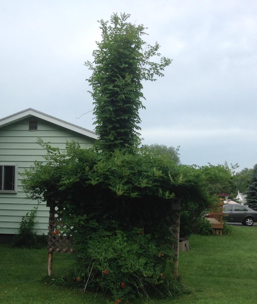 Robin Gerhardt (@robinchb) | Twitter