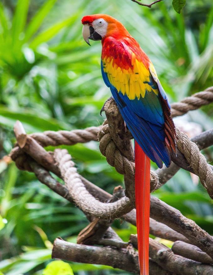 ElHeraldo> ¡Buenos días! Gracias por informarse con nosotros. El Ave ...