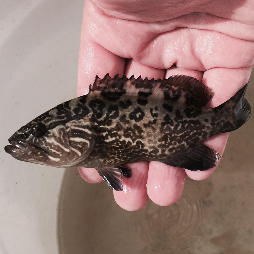 Baby Black Grouper