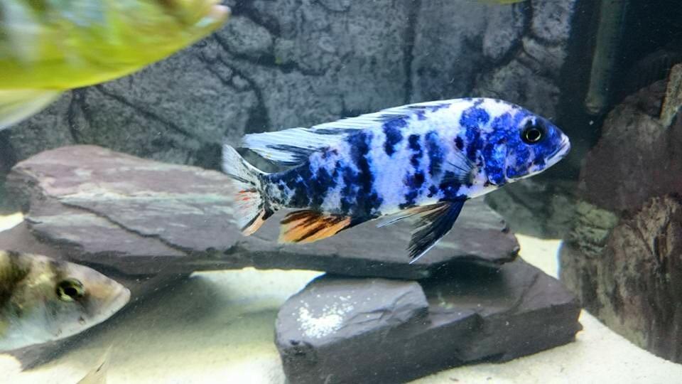 Blueberry Ob Peacock Cichlid