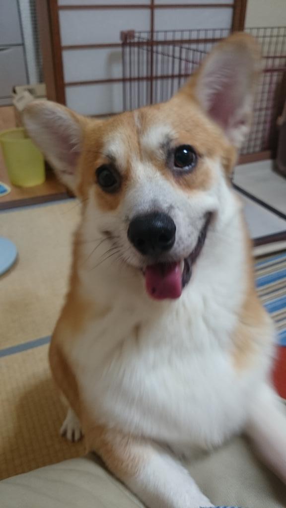 ロビ (@robin_corgi) | Twitter