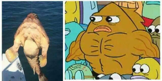 Real Spongebob Fish