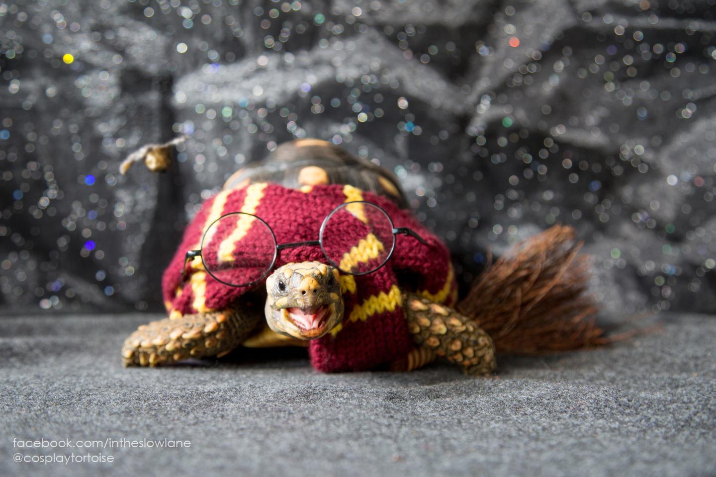 Edgar The Tortoise On Twitter Happy Birthday To Harry Potter Jk