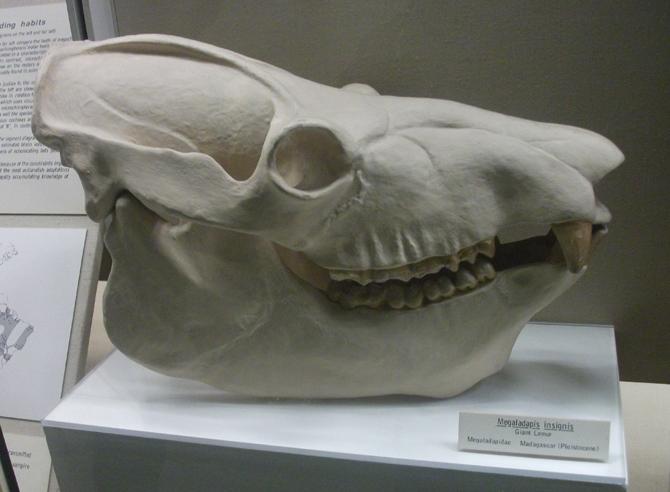 Cast: #FossilFriday Cast of skull of the big extinct lemur Megaladapis ...