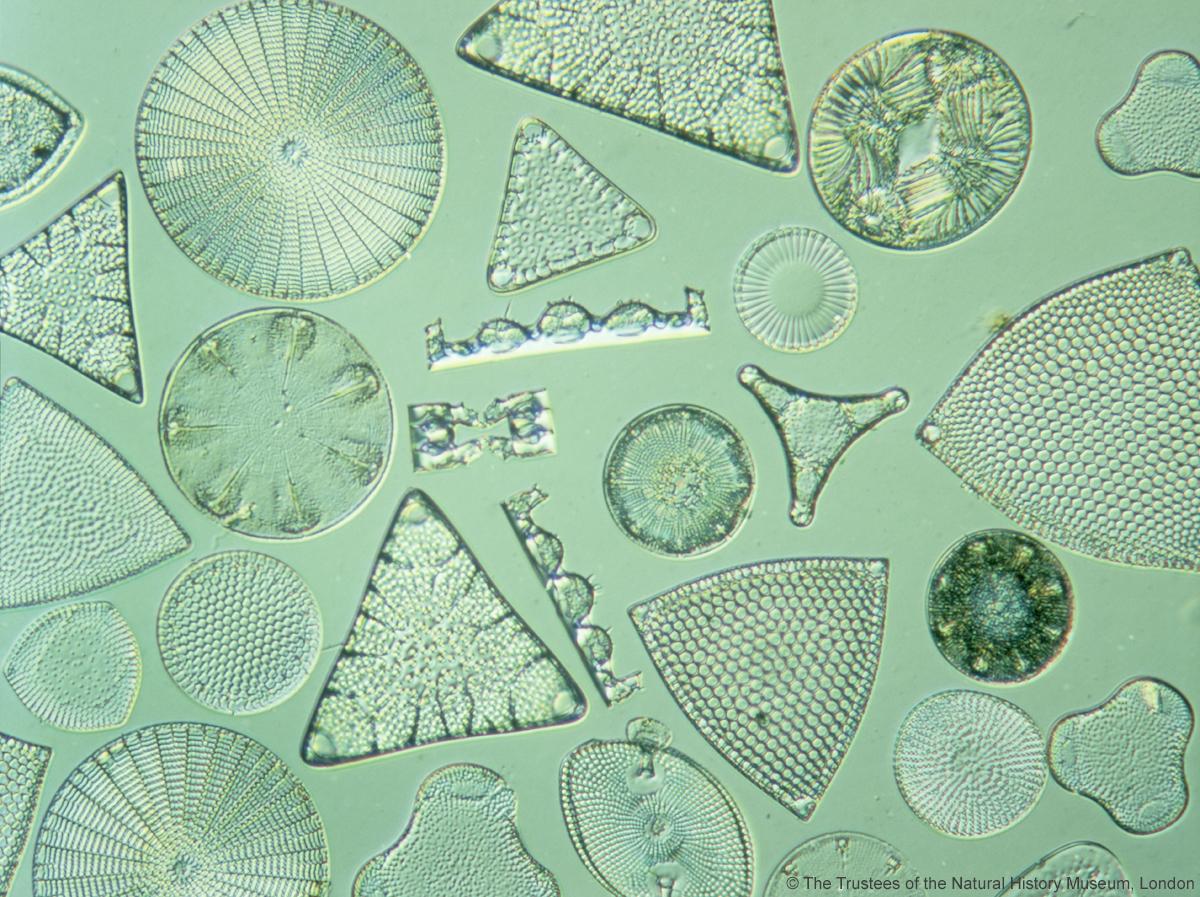 Diatoms Slide Labeled
