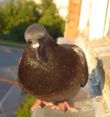 [Pics] [Made me smile] If pigeons had eyes in the front of their heads ...