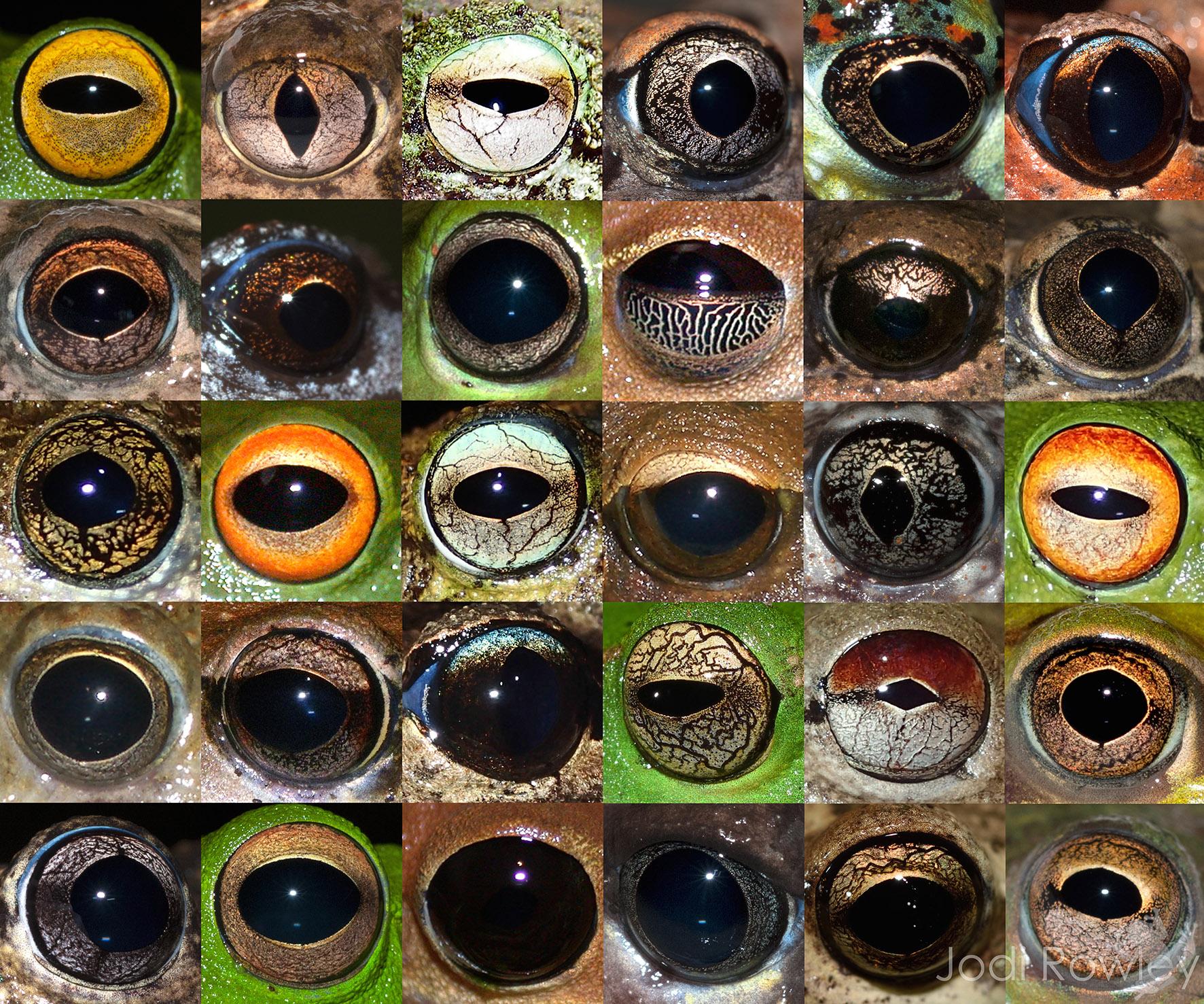 Frog Eyes