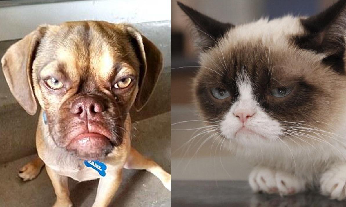 There's a new glum-faced pet in town: Grumpy Cat meets her match with ...