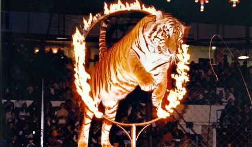 Circus Tiger Jumping Through Hoop