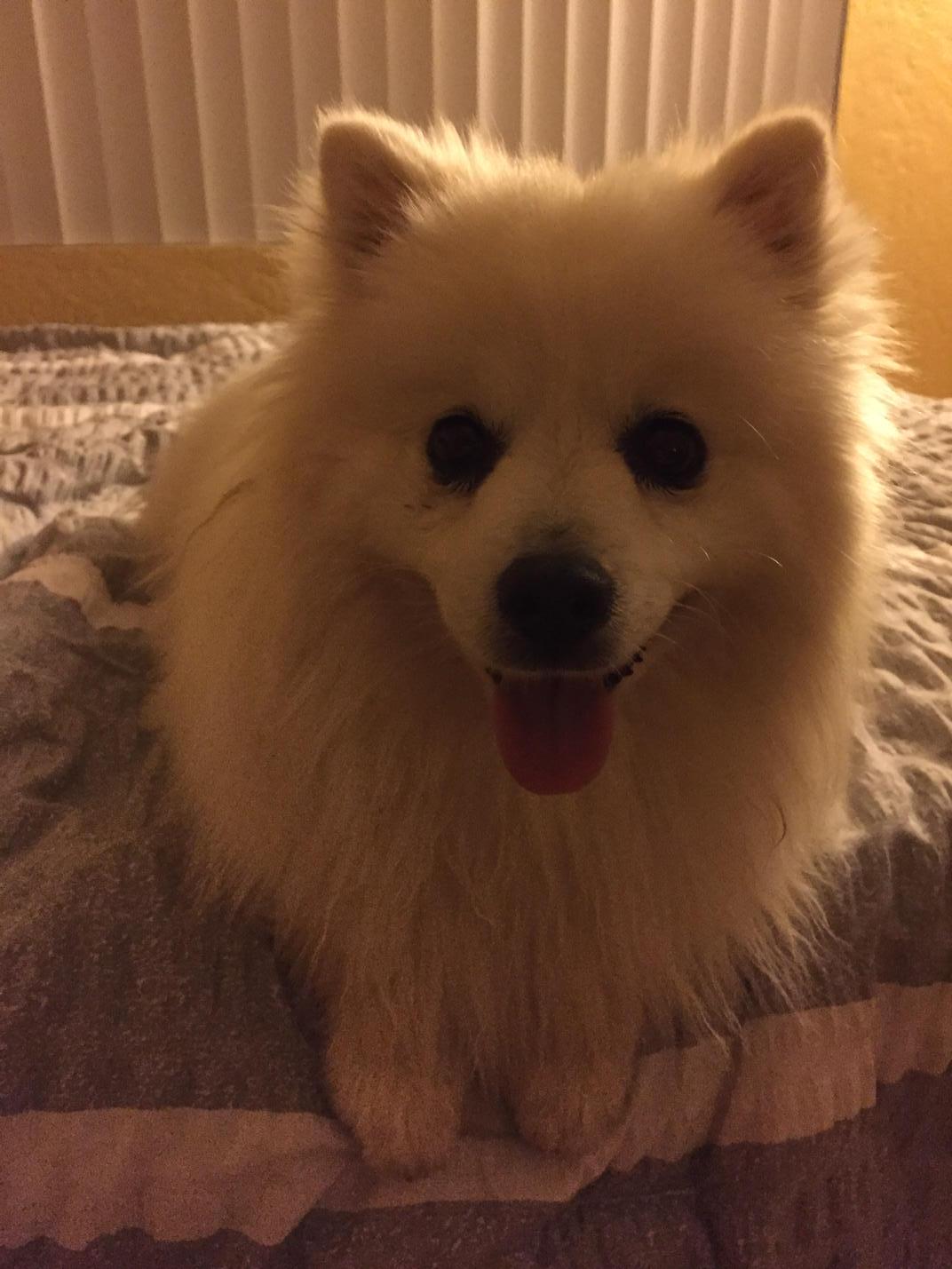 What Breed Is Freddy From Dog With A Blog