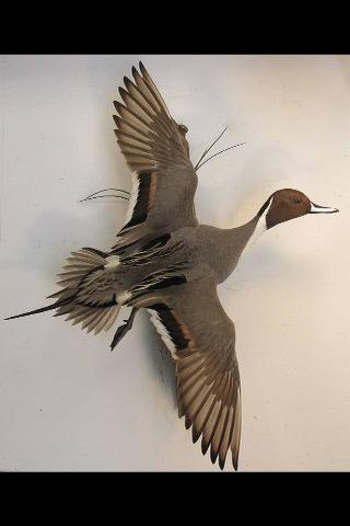 Pintail Mounts