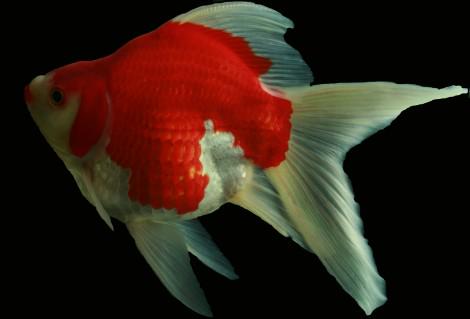 Sabao Goldfish