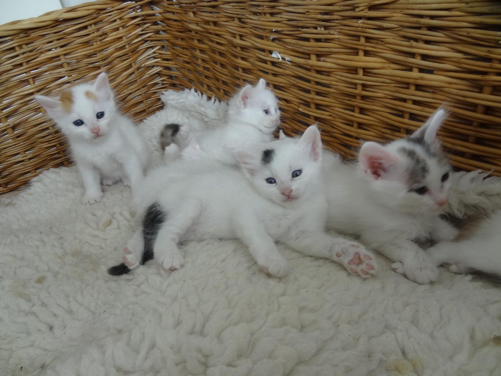 Turkse Van Kittens Grijs Is Mijn 6 Maanden Oude Kitten Een Turkse Van?