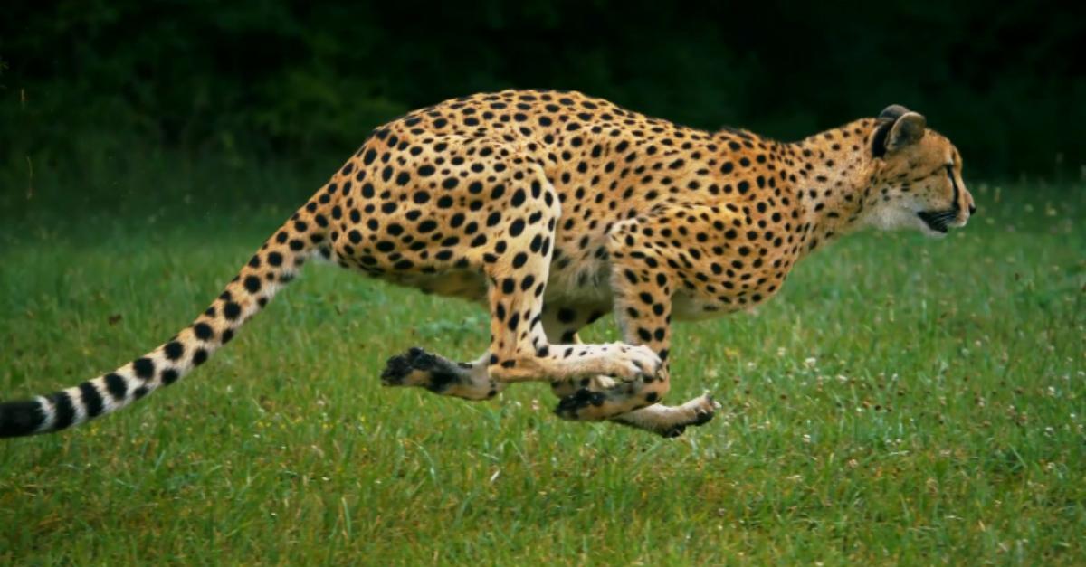 Cheetah Running Slow Motion