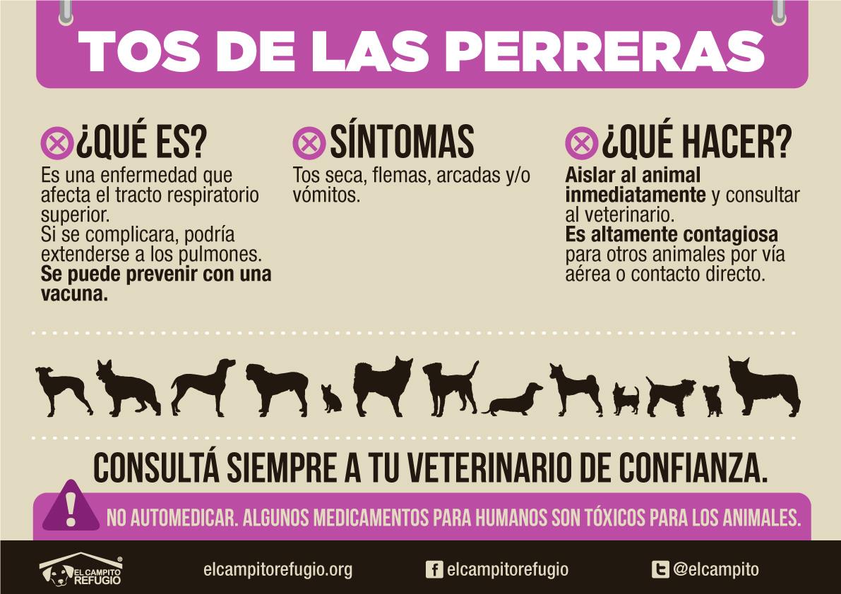 Qué Causa La Tos De Las Perreras En Los Perros