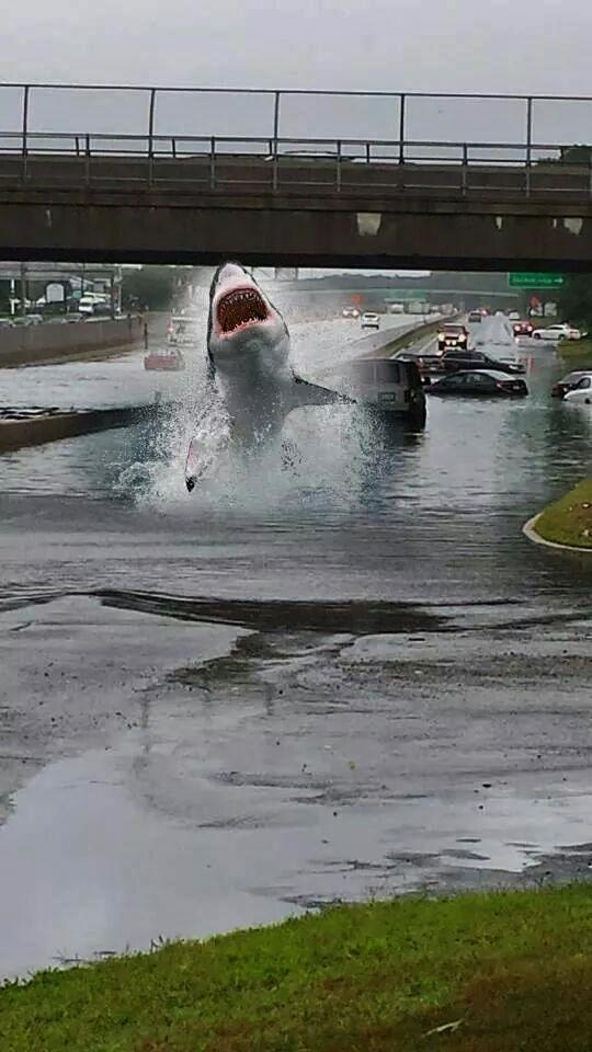 Florida Flood Memes 32 Sadly True Florida Memes No One Can Deny