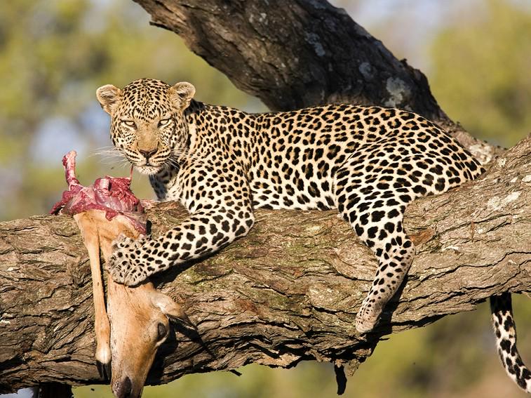 Leopards In Trees With Prey