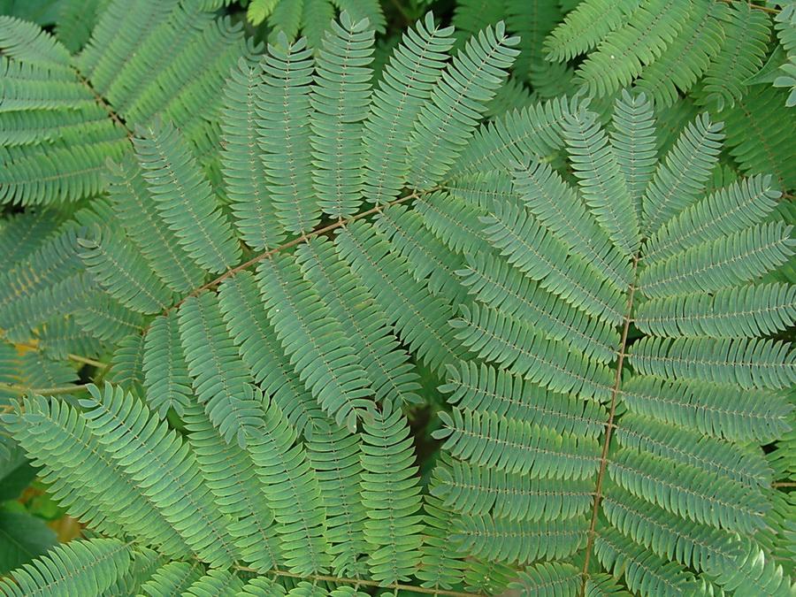 Bipinnate Compound Leaf