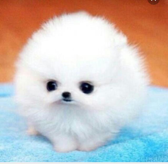 Cute Fuzzy Puffball