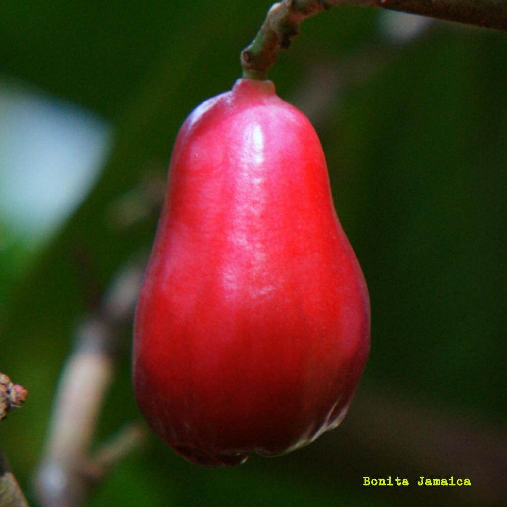 Jamaican Rose Apple Exotic Fruit Trees That Will Thrive In Arid
