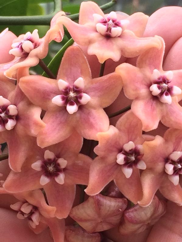 ホヤ subcalva Hoya subcalva｜多肉植物図鑑 PUKUBOOK(プクブック)