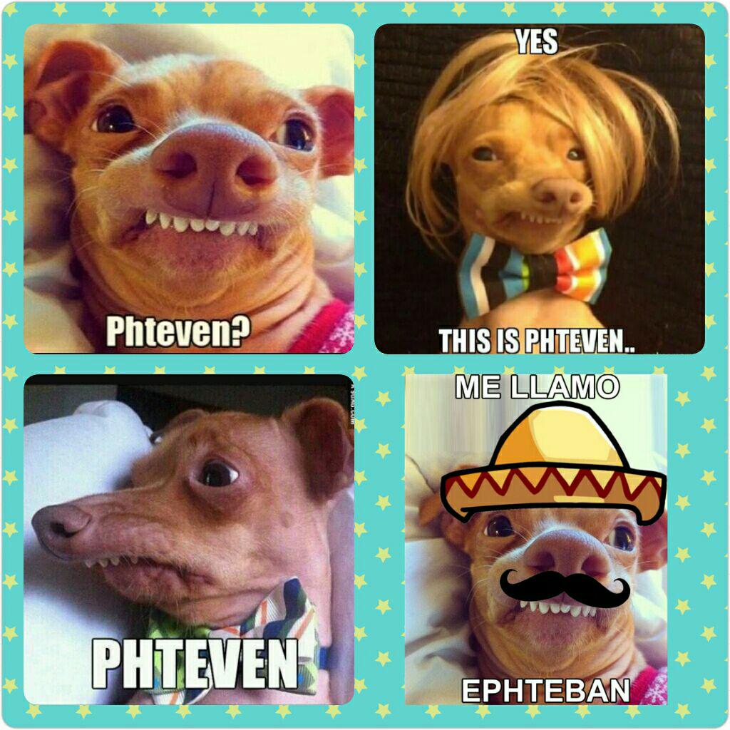 Phteven Dog Meme