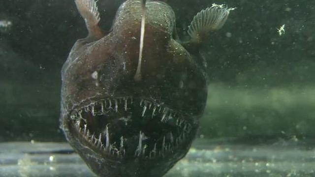Scariest Looking Fish