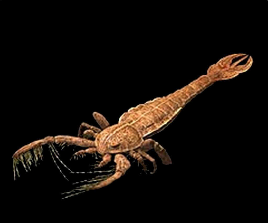 Jaekelopterus Rhenaniae The Giant Sea Scorpion