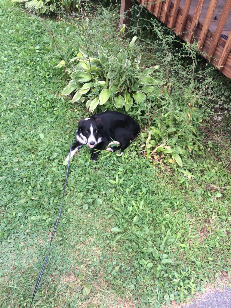 Rob Green (@RobairG) | Twitter