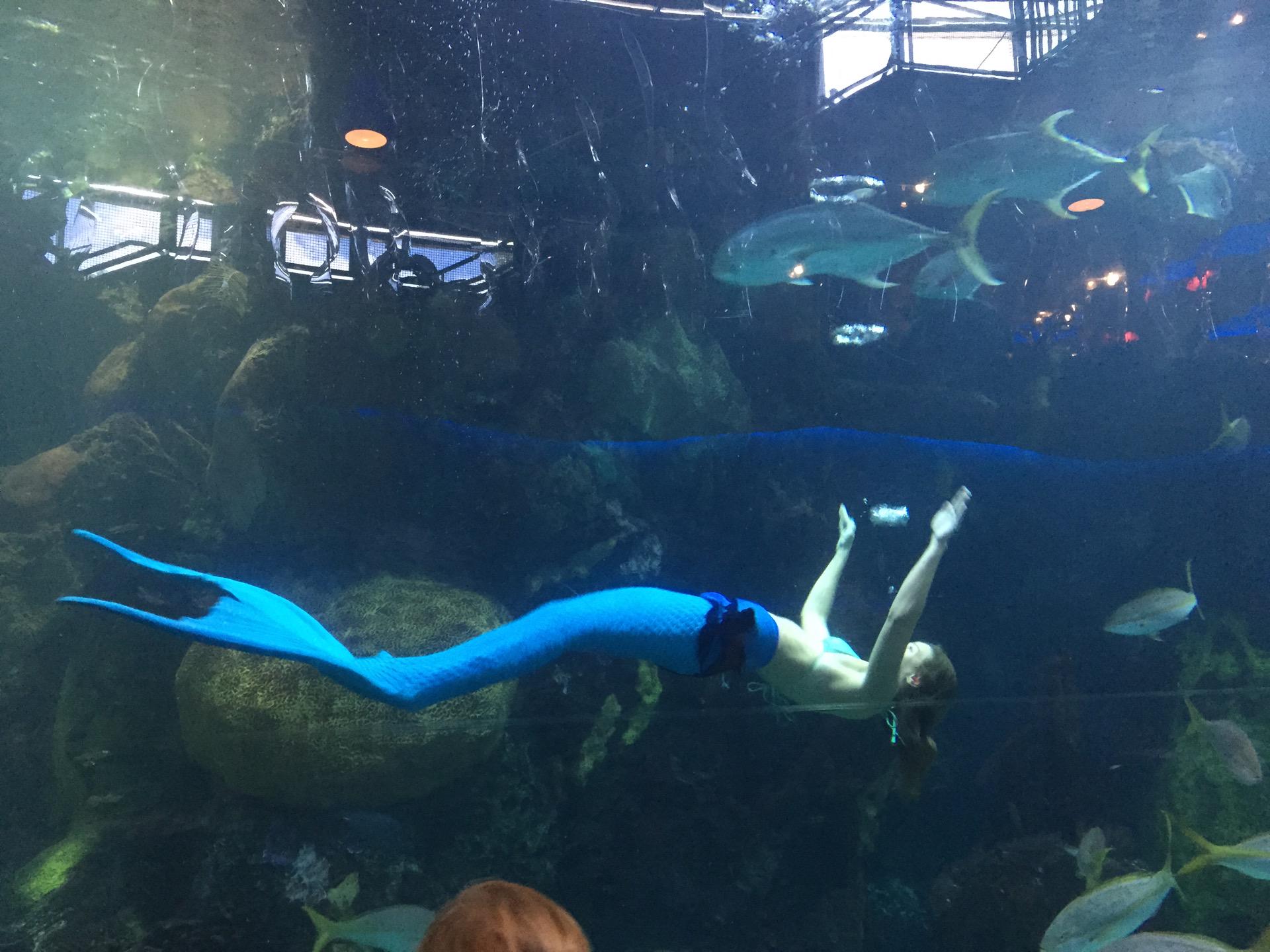 Denver Aquarium Mermaids