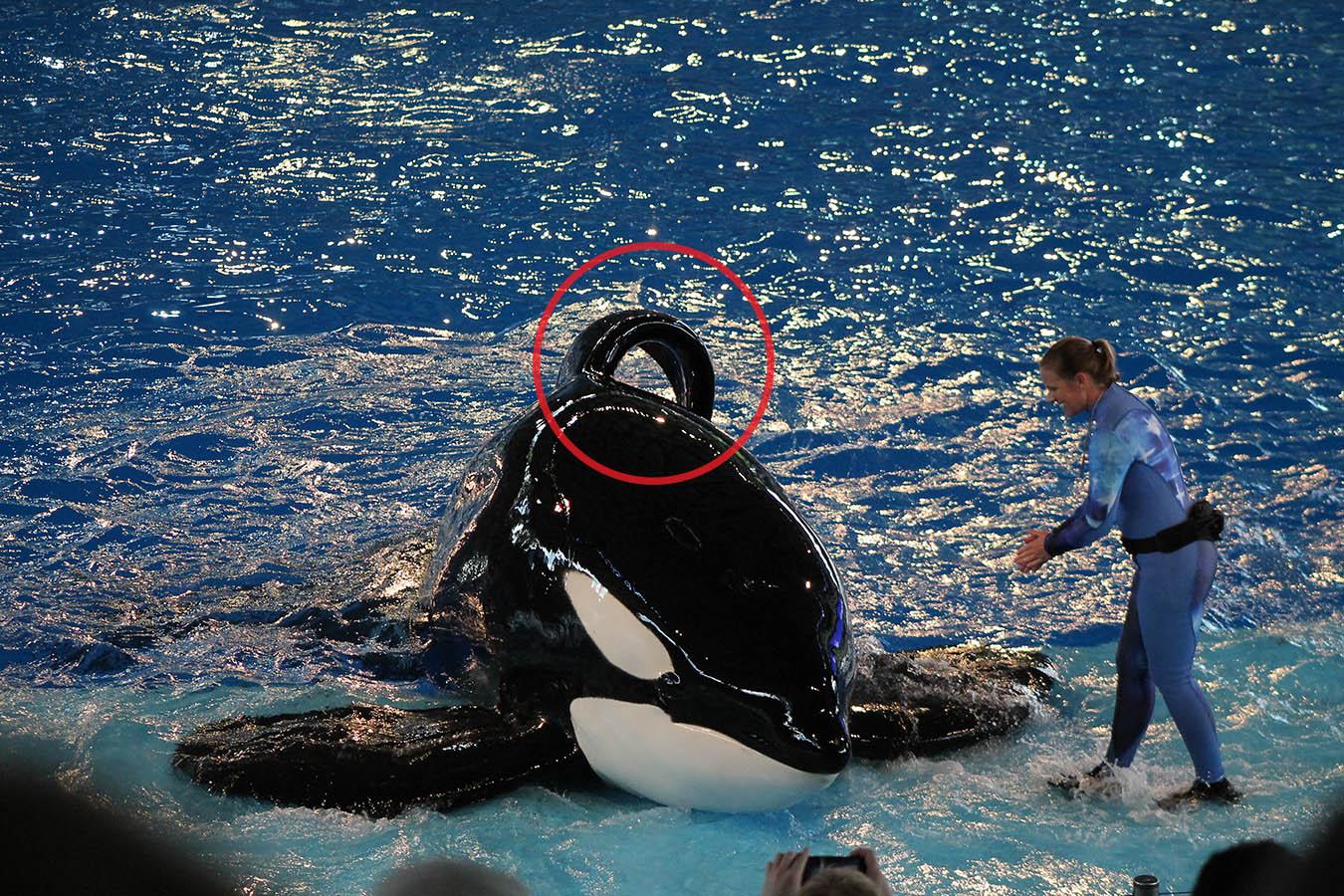 Wild Orca With Collapsed Dorsal Fin