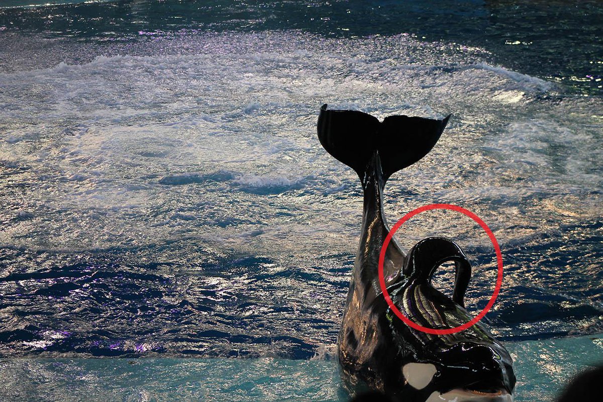 EVERY adult male orca had a collapsed dorsal fin, which is rare in ...