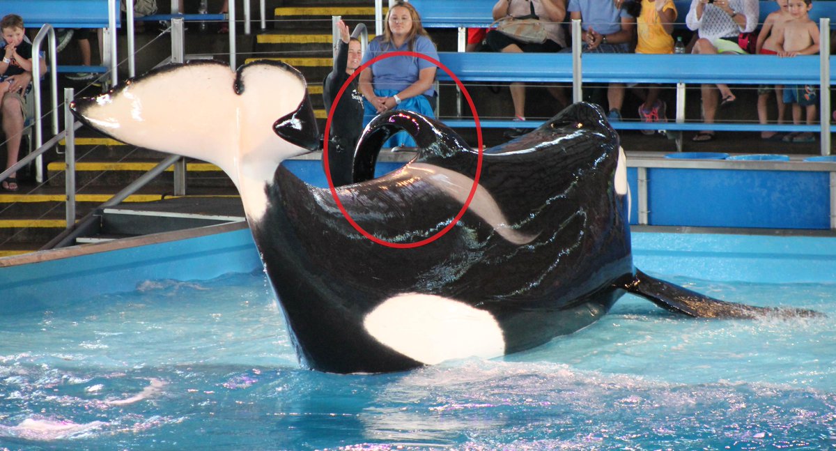 EVERY adult male orca had a collapsed dorsal fin, which is rare in ...