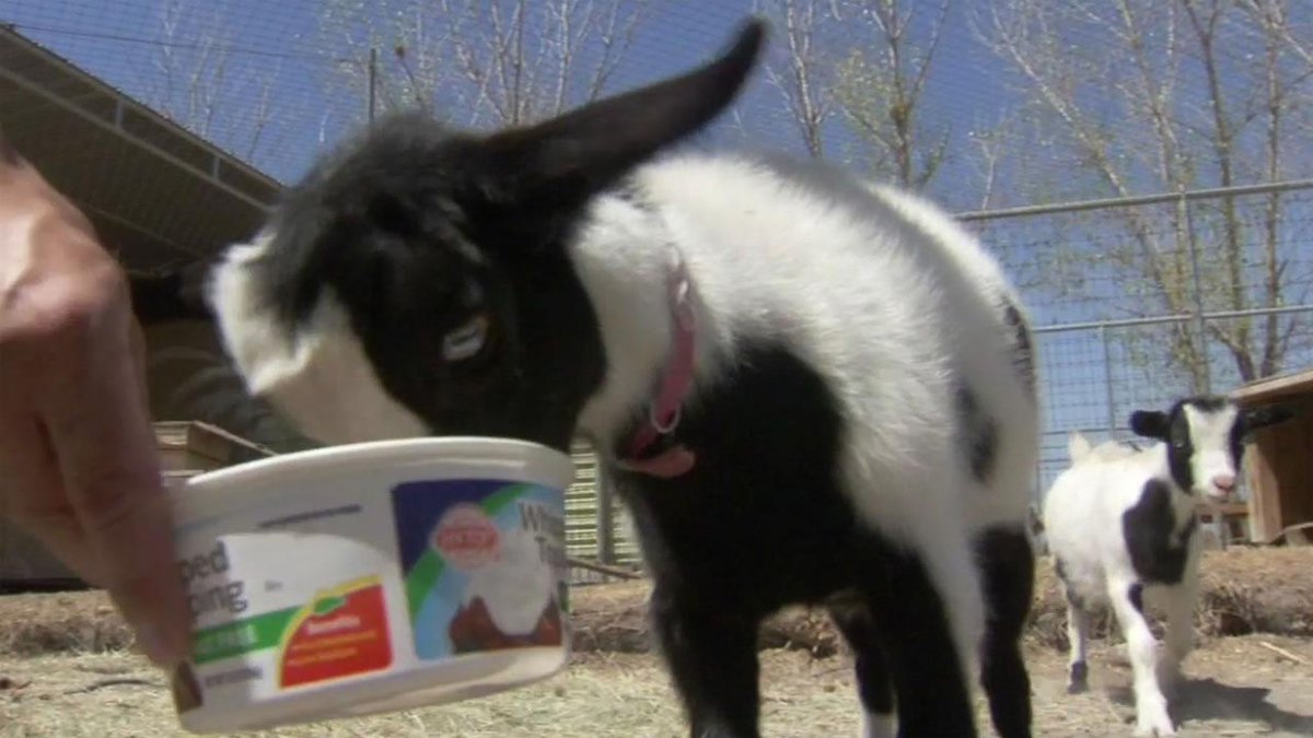 Baby Fainting Goat