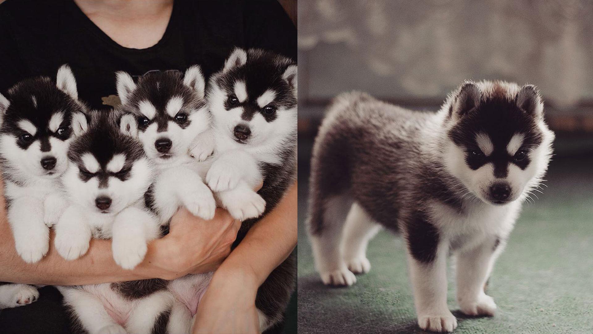 Cutest Husky Puppies In The World