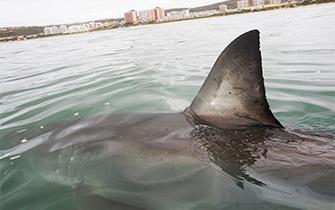 Science Channel on Twitter: "Can sharks live in rivers? Yes, they can ...