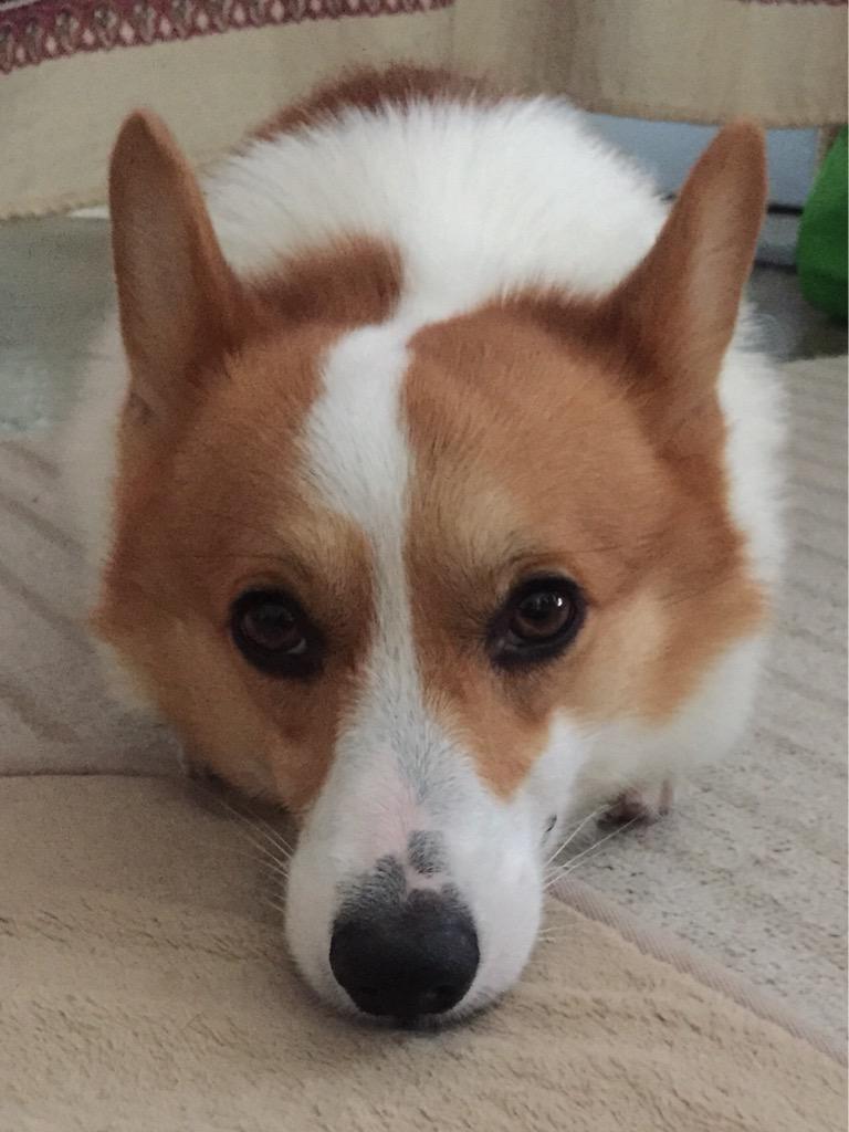 ロビ (@robin_corgi) | Twitter
