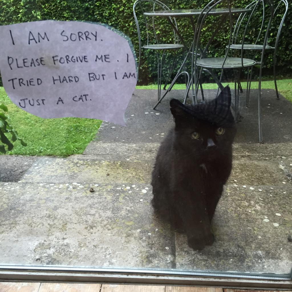 Im Sorry Please Forgive Me Cat