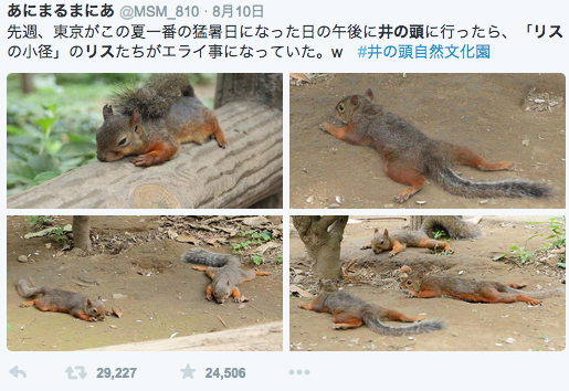 ライブドアニュース On Twitter 100rt:【まだまだ暑い】猛暑で井の頭公園のリスが「エライ事」になっていた T