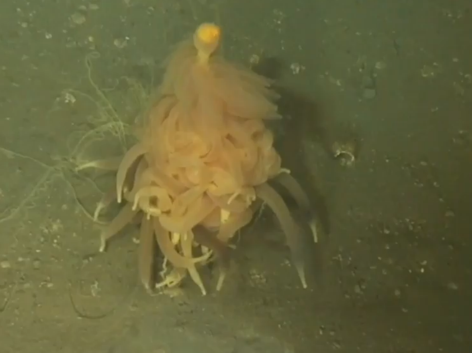 Footage shows deep-sea creature that looks like flying spaghetti ...