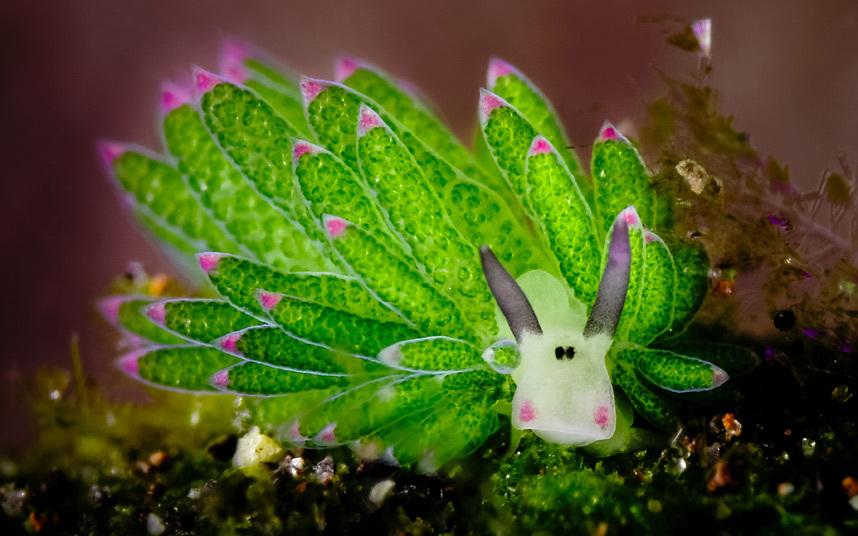 Beautiful Sea Slugs