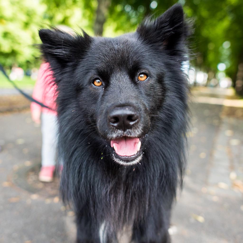 Finnish Spitz Collie Mix