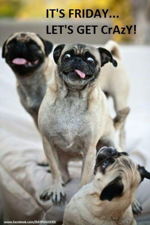 Tgif Pug