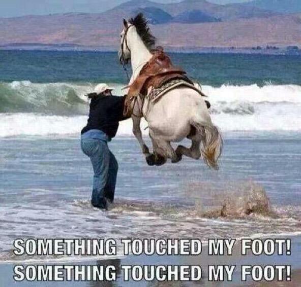 When you step on something in the ocean : r/funny