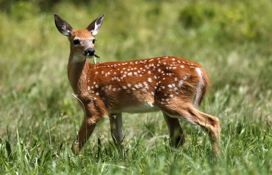 Heart melting footage of real life Bambi and Thumper playing together ...