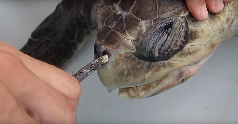THIS is why it's important to not litter. Footage of a plastic straw ...