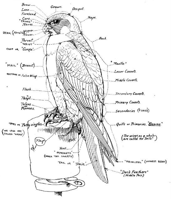 Labeled Body Parts Of A Hawk