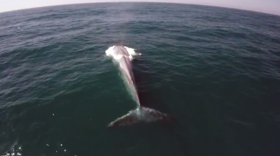A blue whale makes fun of a TV presenter BBCEarth Just don't work with ...