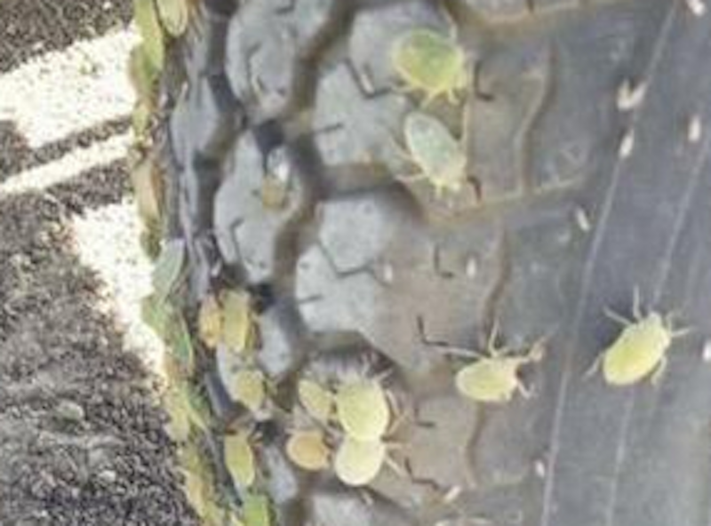 Burning bugs: Swarm of biting insects descends on playa before ...